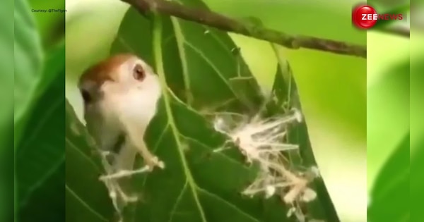 tailor bird made stunning nest by stitching the leaves with their beaks ...