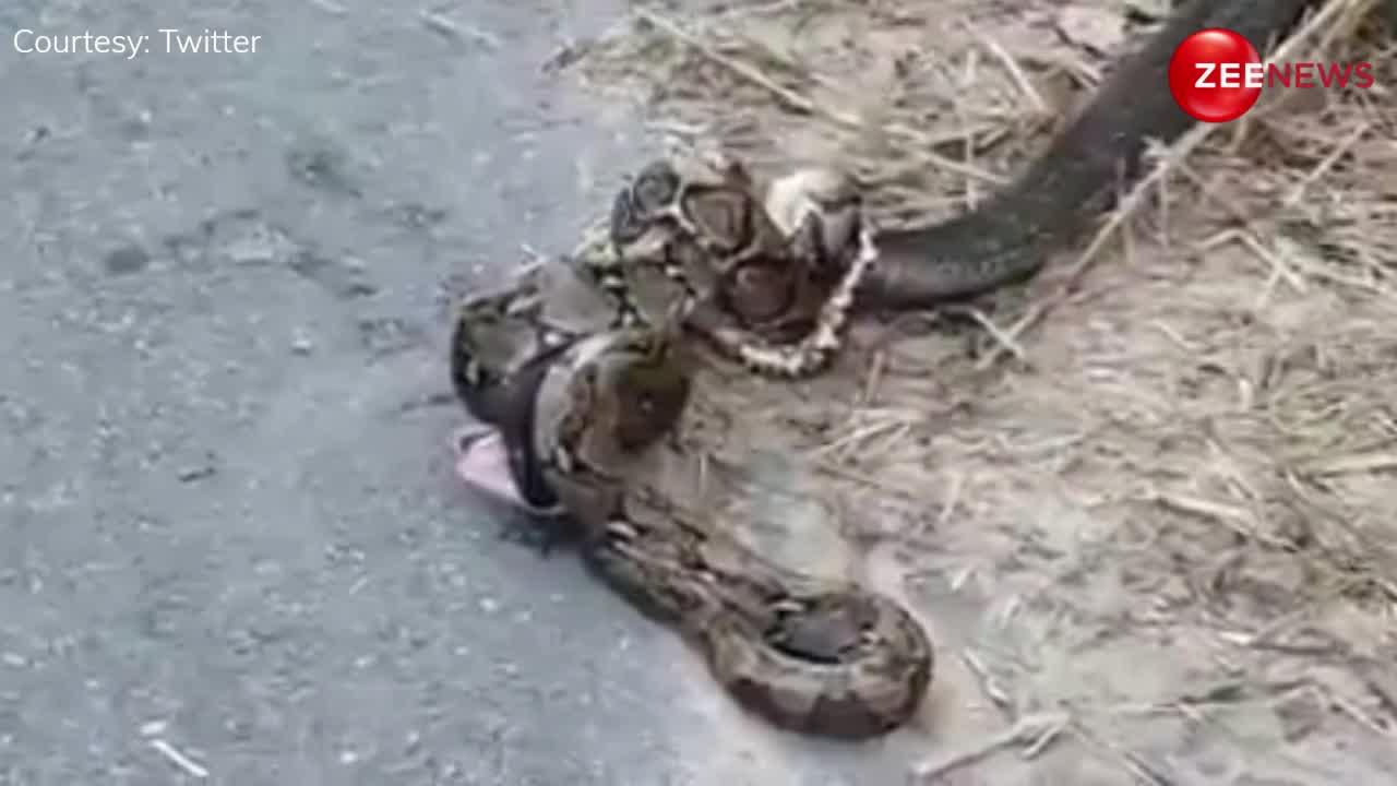 king cobra and python deadly battle comes to an unexpected end both ...
