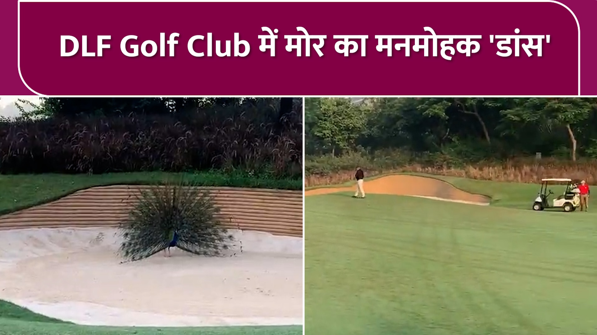 peacock mesmerizing dance at DLF Golf Club in Gurugram enthralled watch video | गुरुग्राम के DLF ...