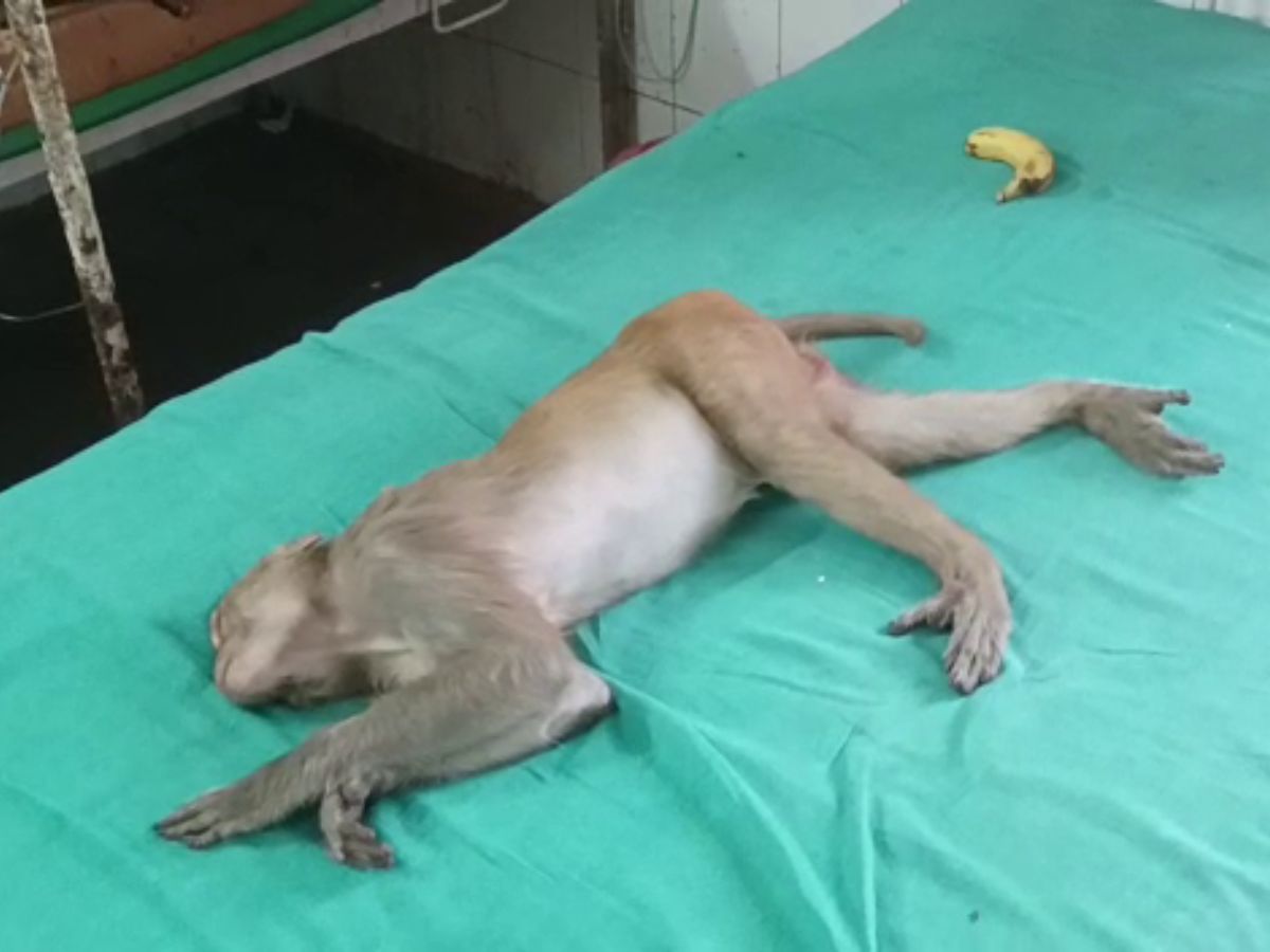 Dholpur News People are troubled by the terror of monkeys in Bari ...