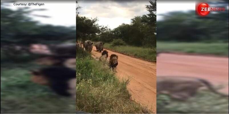 beyond belief two lions scared of rhino inside the forest animal viral ...