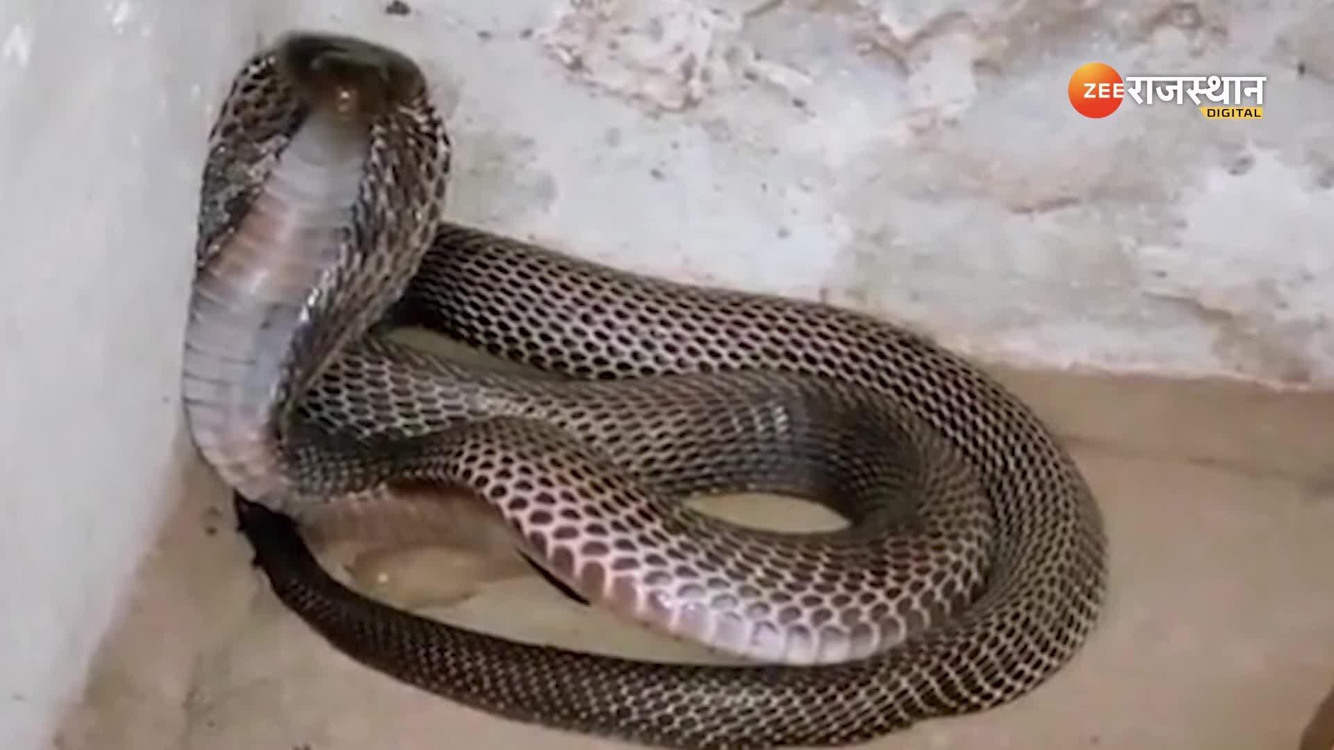 black king cobra was resting in house Udaipur News | King Cobra: घर में ...
