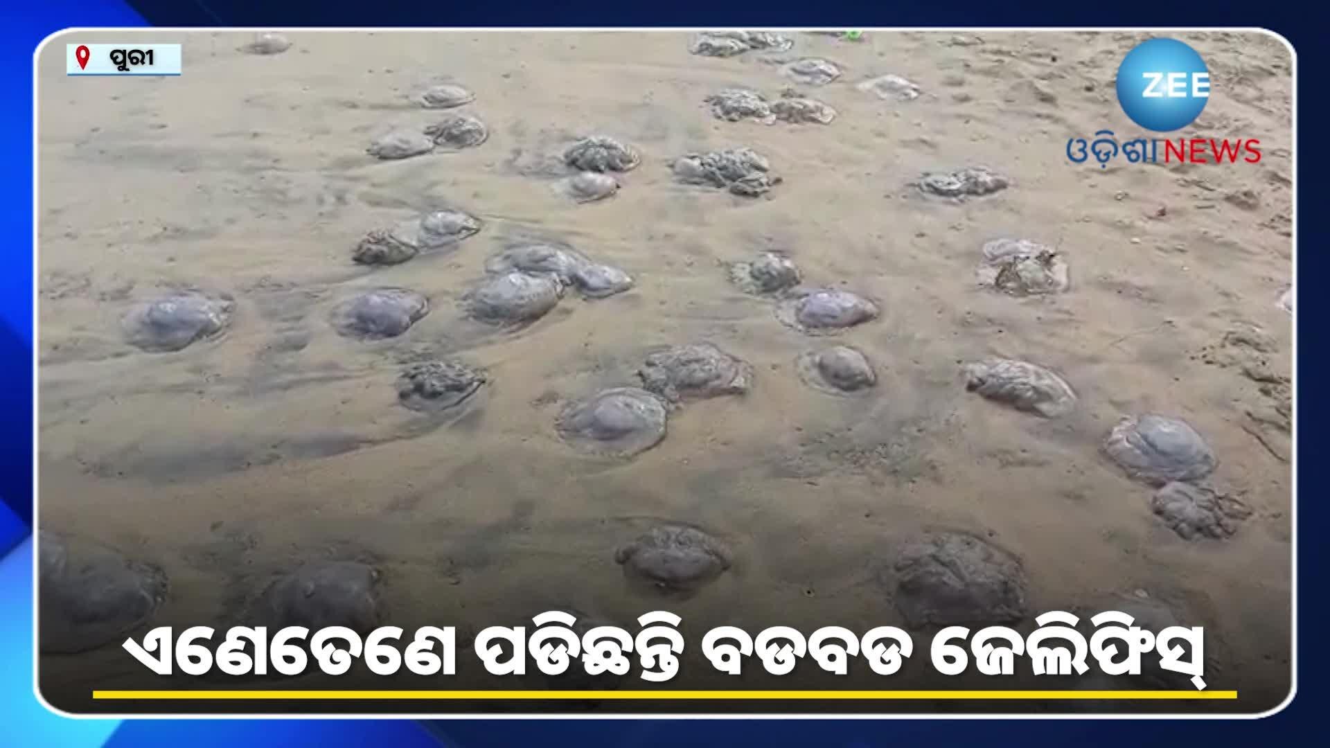 Puri News: Hundreds of Jellyfish on Puri Beach. When there is a threat ...