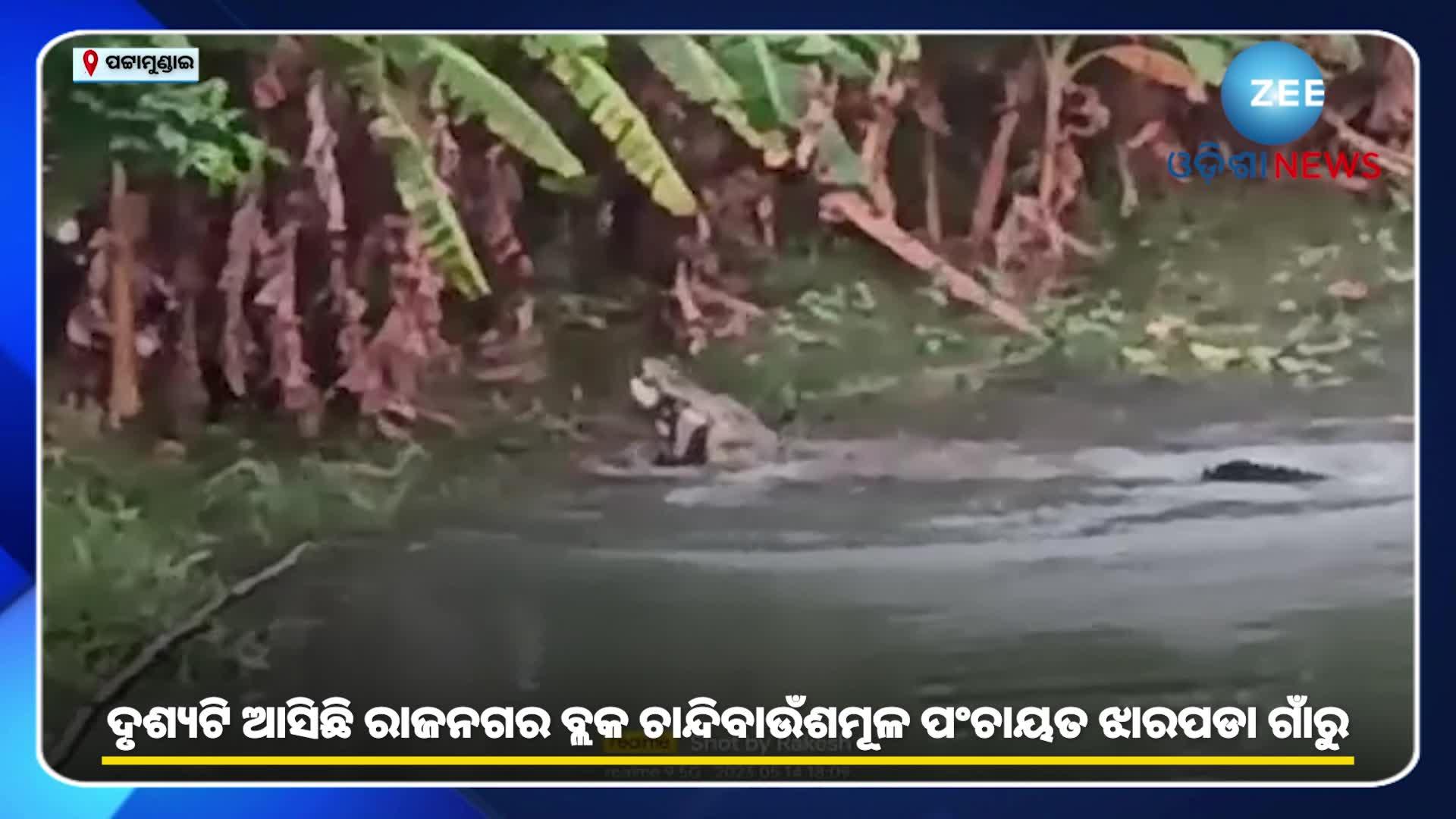 kendrapara Crocodile calf hunting Video