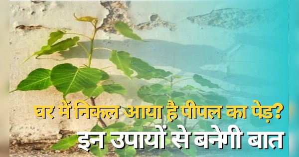 vastu tips know jyotish upay how to remove peepal tree from house ghar ...