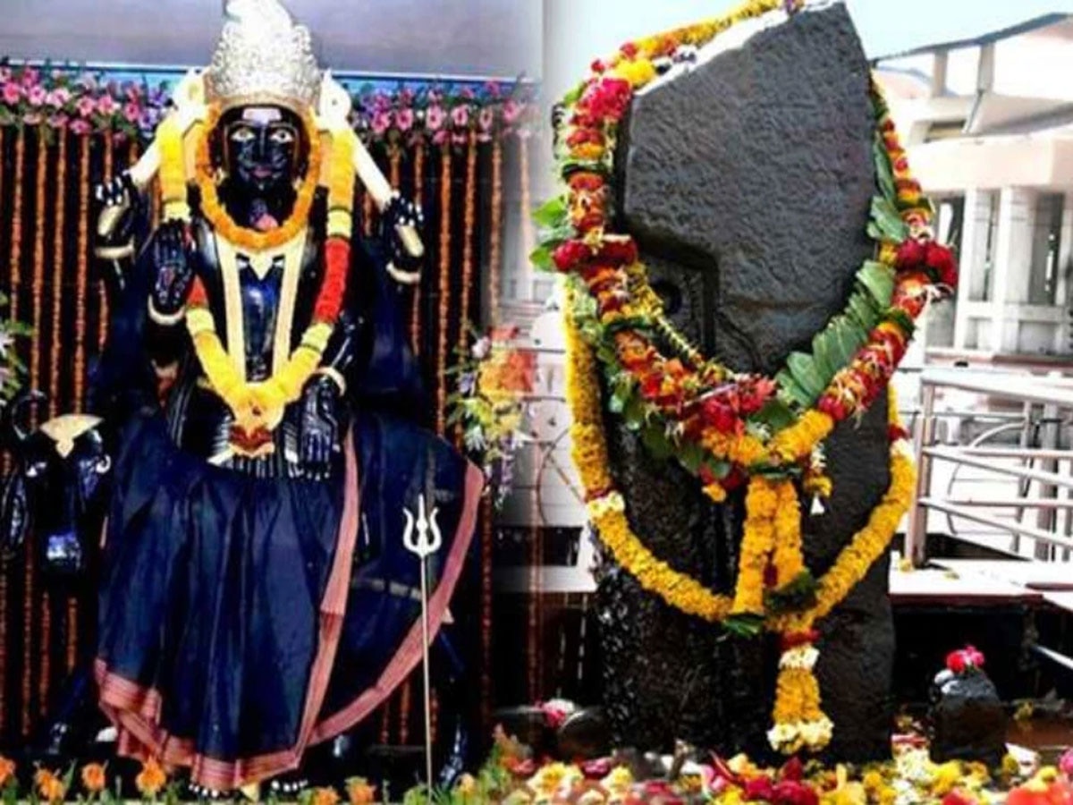 Shani Dev Favorite Plant shami plant is good or bad relief from ...