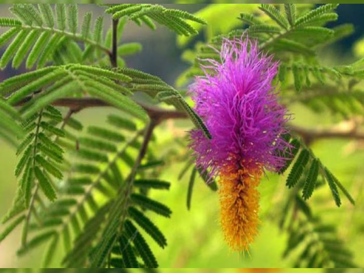 Shani Dev Favorite Plant shami plant is good or bad relief from ...