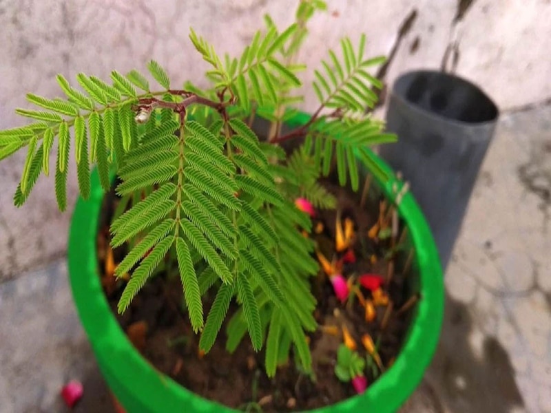 Shani Dev Favorite Plant shami plant is good or bad relief from ...