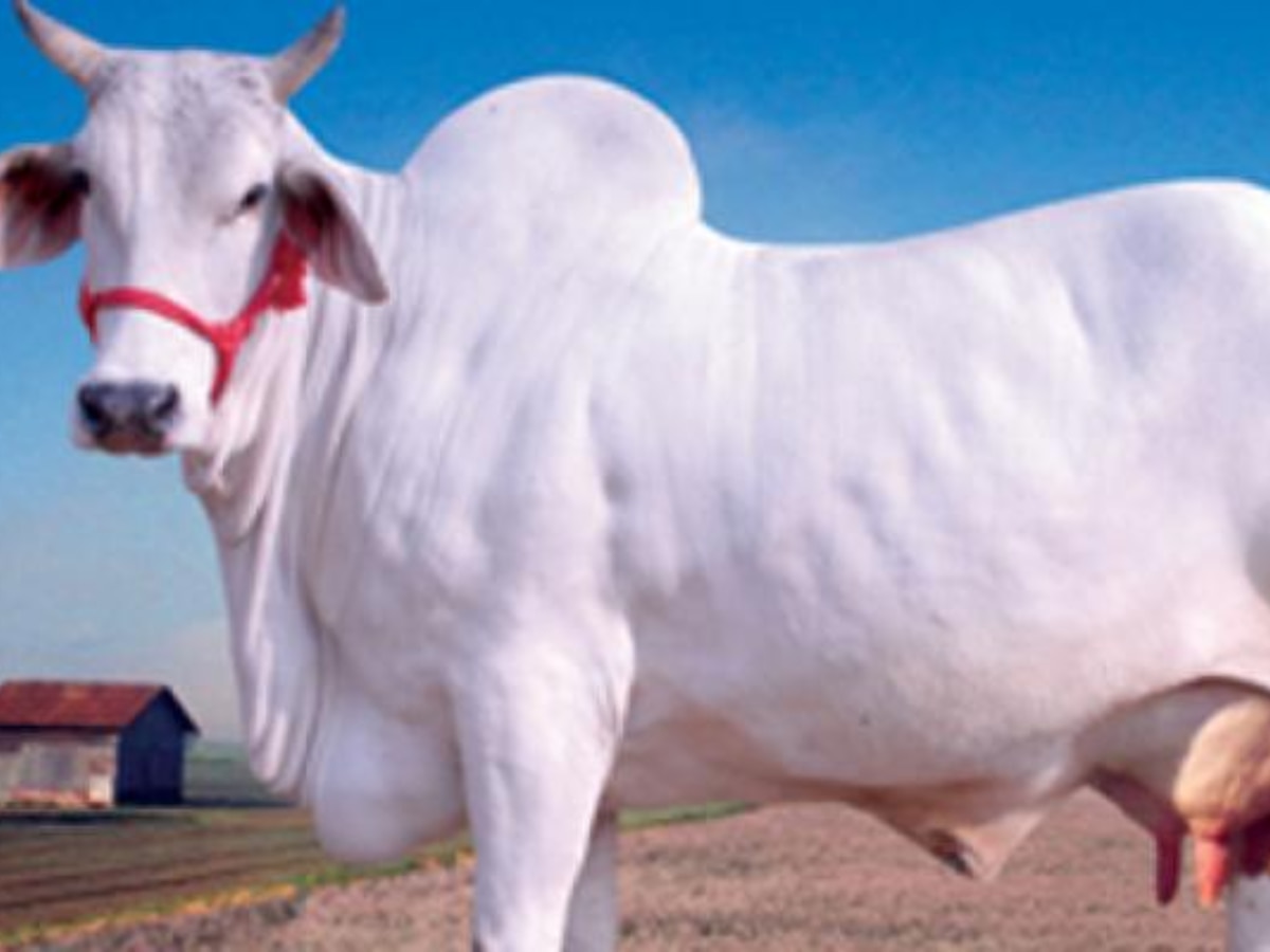 swapan shastra seeing Bull cow and ox in dream meaning in hindi Sapne ...