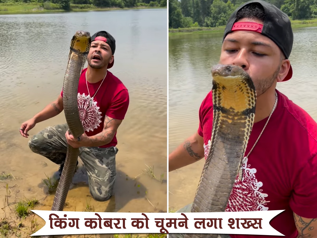 King Cobra: man kissing king cobra on the river bank people shock after ...