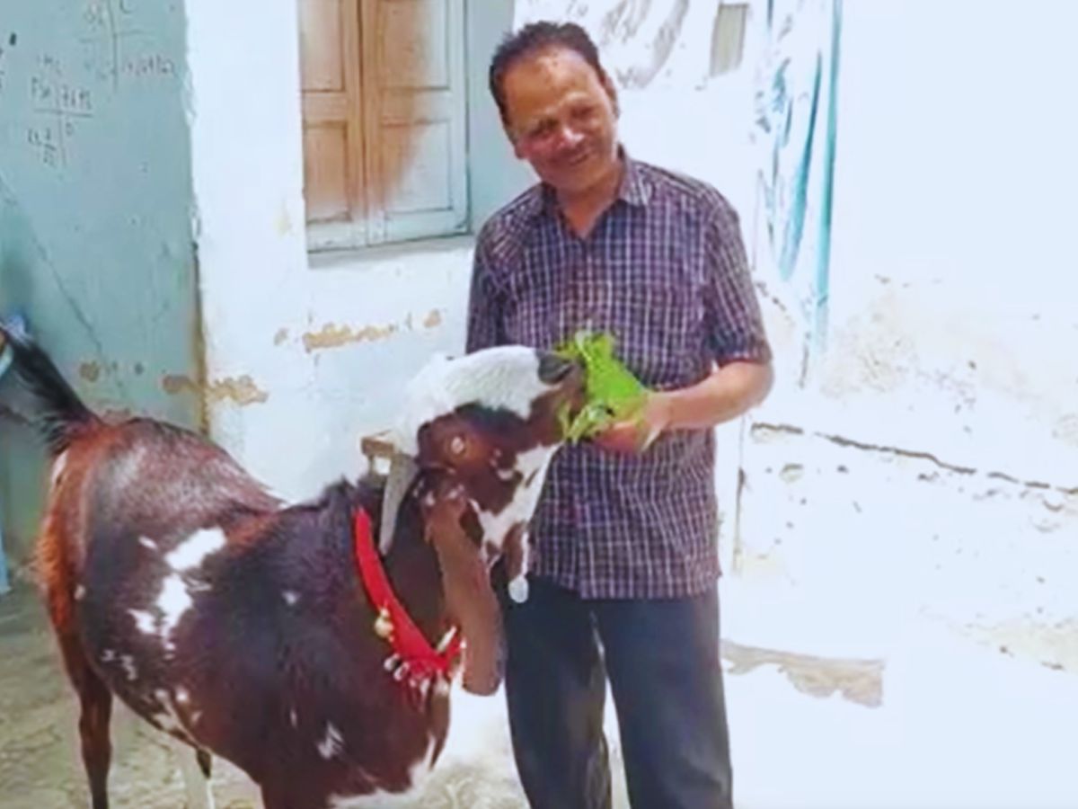 MP Umaria Unique Goat price is one crore rupees name of Mohammad ...