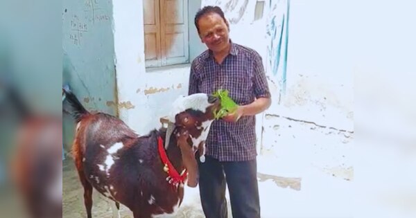 MP Umaria Unique Goat price is one crore rupees name of Mohammad ...