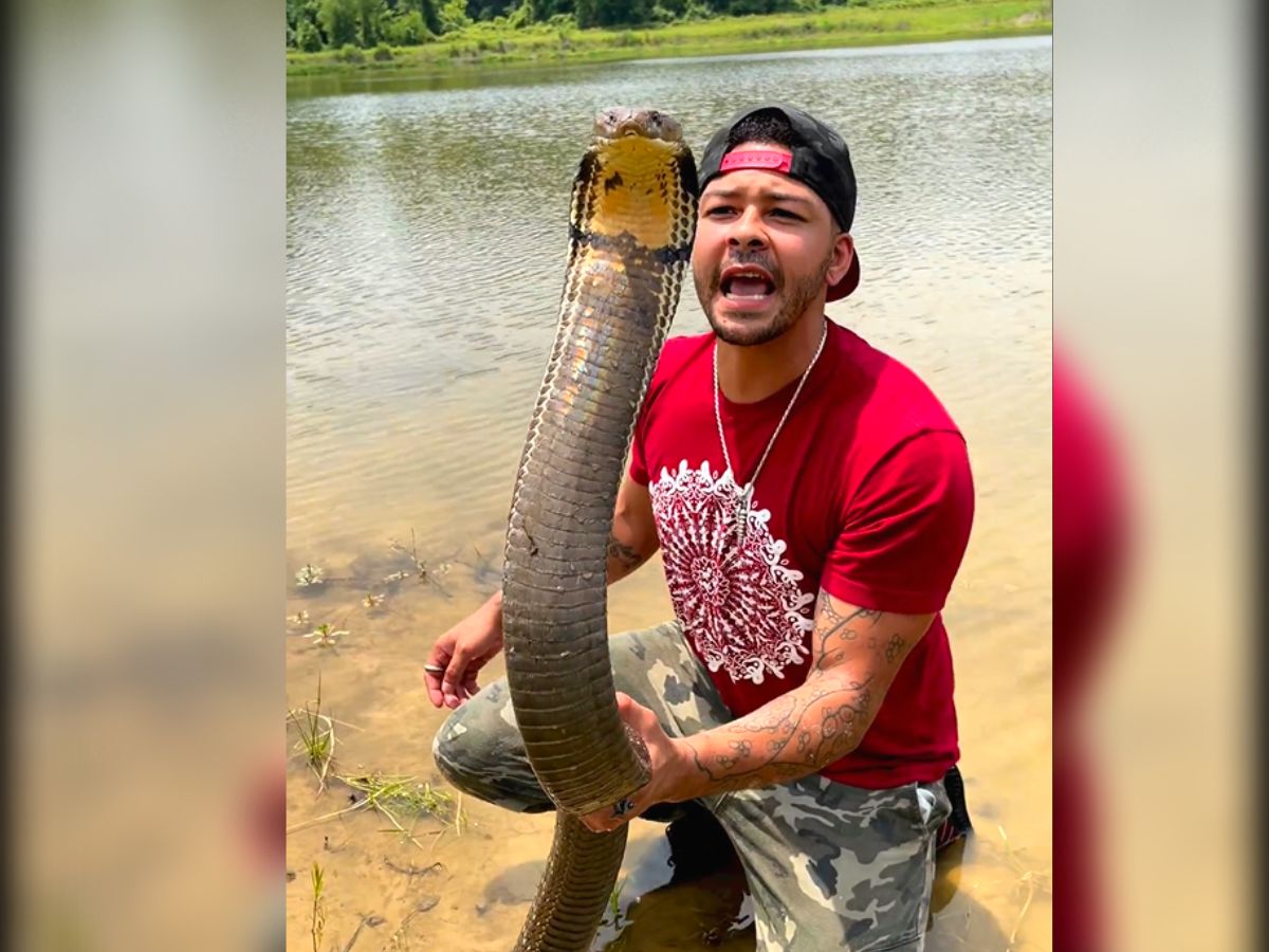 King Cobra Video 12 feet tall dangerous snake stood up watch video ...