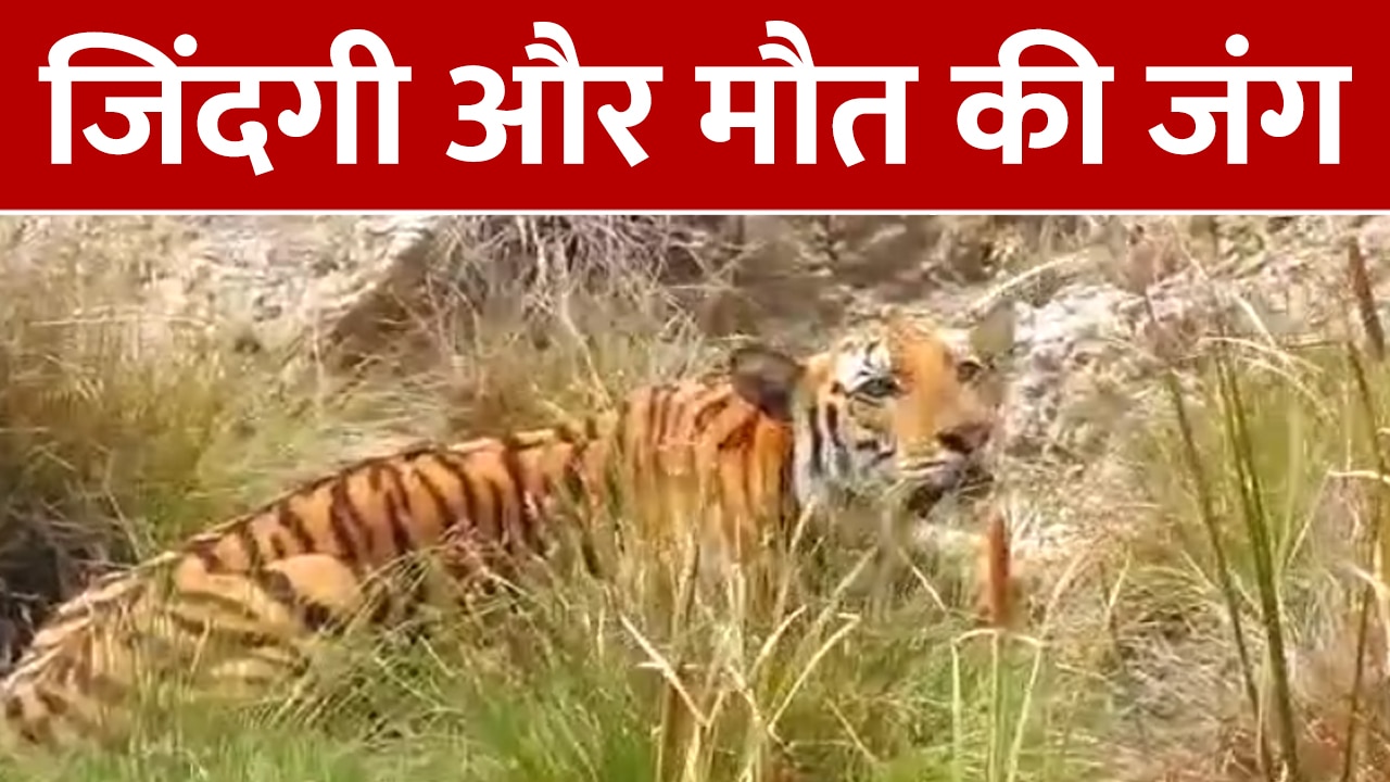 Tiger attack on deer watch shocking video bagh ne kiya hiran ka shikar ...