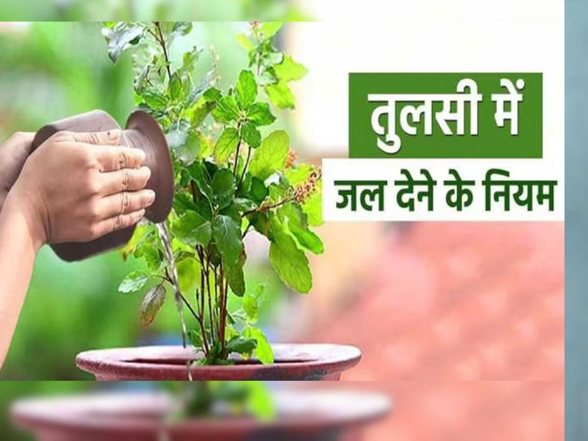 Tulsi Plant right day and time to offer water to Tulsi otherwise ...