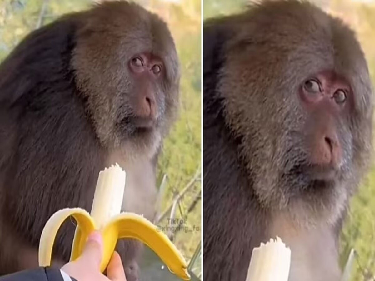 trending today Monkey got irritated after seeing fake banana shocking ...