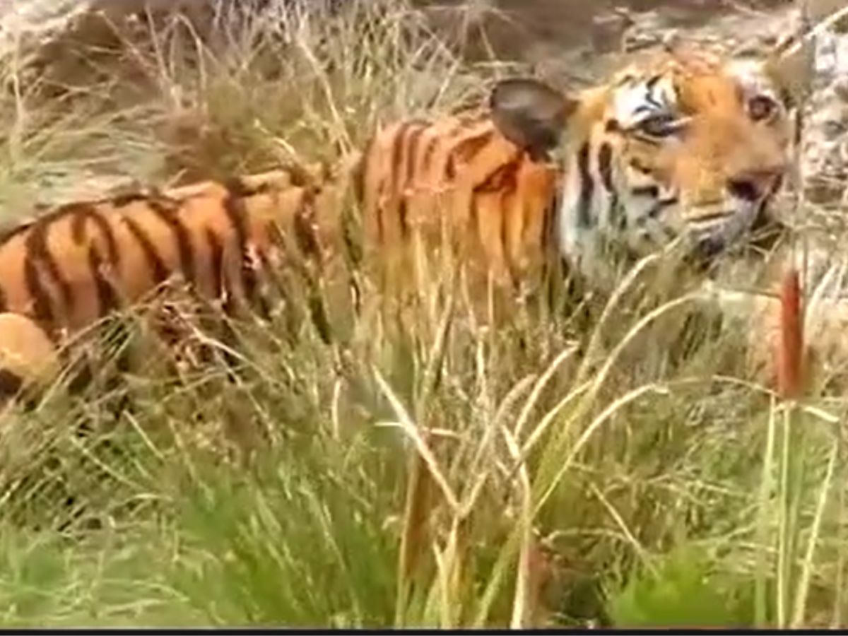 Deer kid made tiger poop watch live action in Sunderbans jungle ...