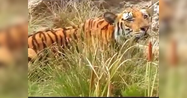 Deer kid made tiger poop watch live action in Sunderbans jungle ...