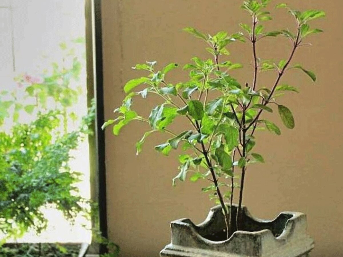 Vastu Tips Never do this work with Tulsi plant your progress will hang ...