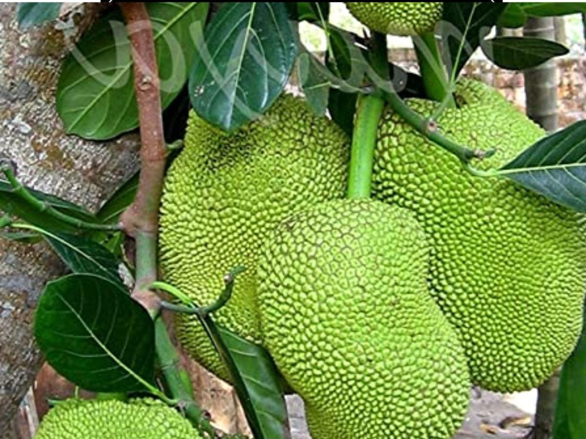 jackfruit seeds benefits kathhal ke beejo ke fayde utility | Jackfruit ...