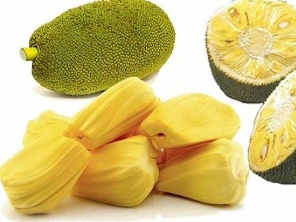 jackfruit seeds benefits kathhal ke beejo ke fayde utility | Jackfruit ...