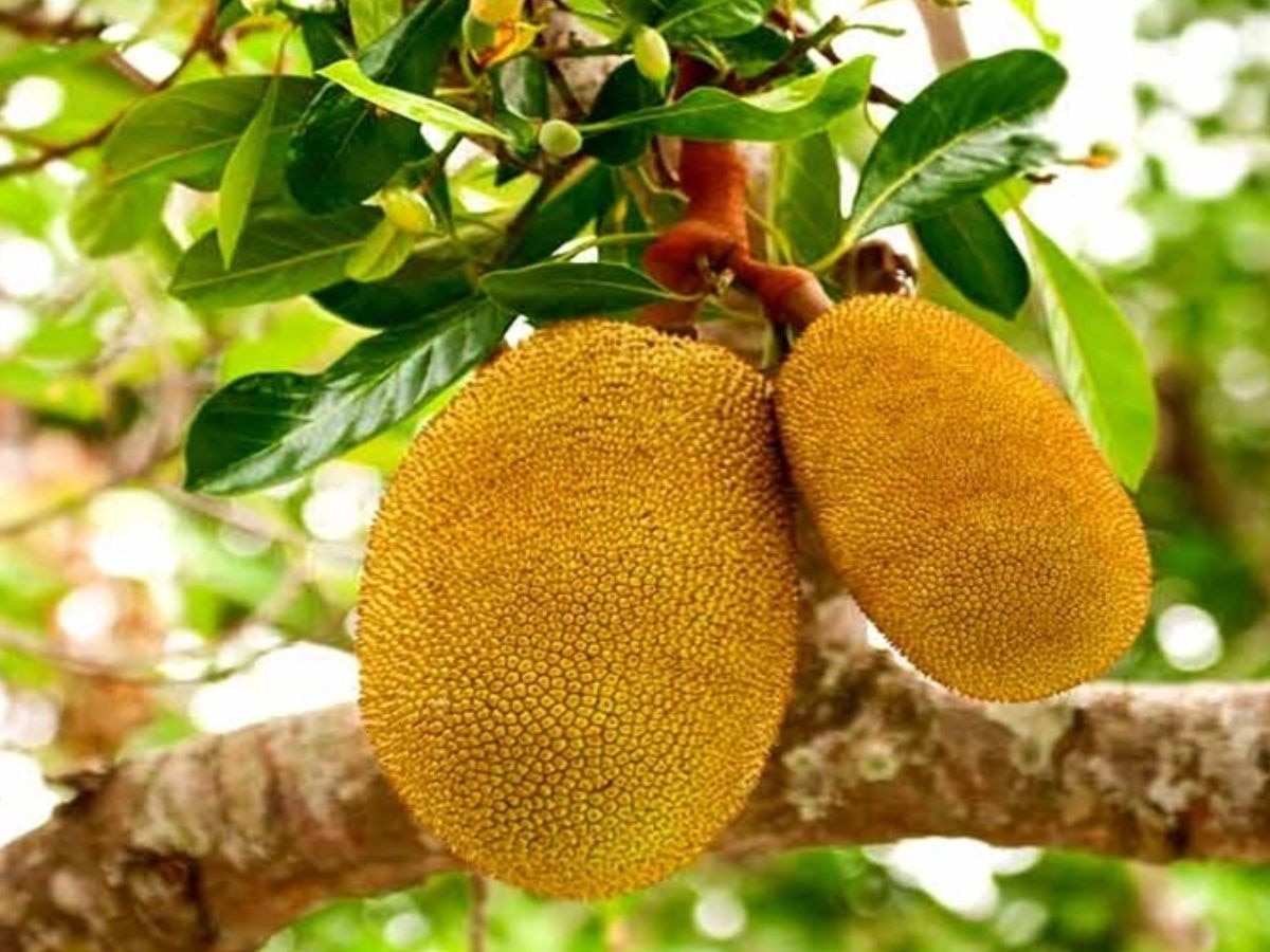 jackfruit seeds benefits kathhal ke beejo ke fayde utility | Jackfruit ...
