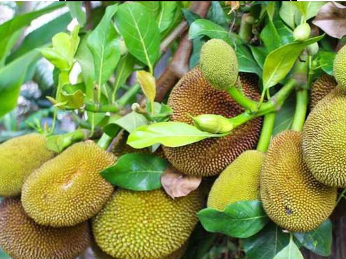 jackfruit seeds benefits kathhal ke beejo ke fayde utility | Jackfruit Benefits and Side Effects ...