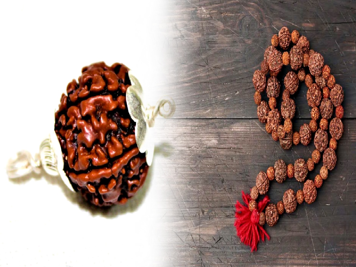 panchmukhi rudraksha Miraculous Powers of Panchmukhi Rudraksha Blueberry Fruit | panchmukhi ...