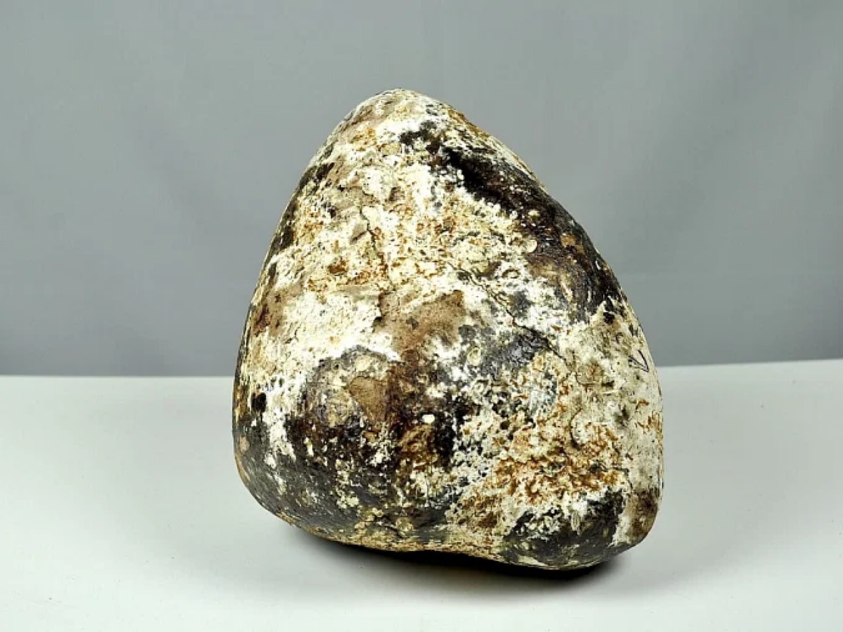 Whale Vomit is more valuable then Gold and diamond know reason | Whale ...