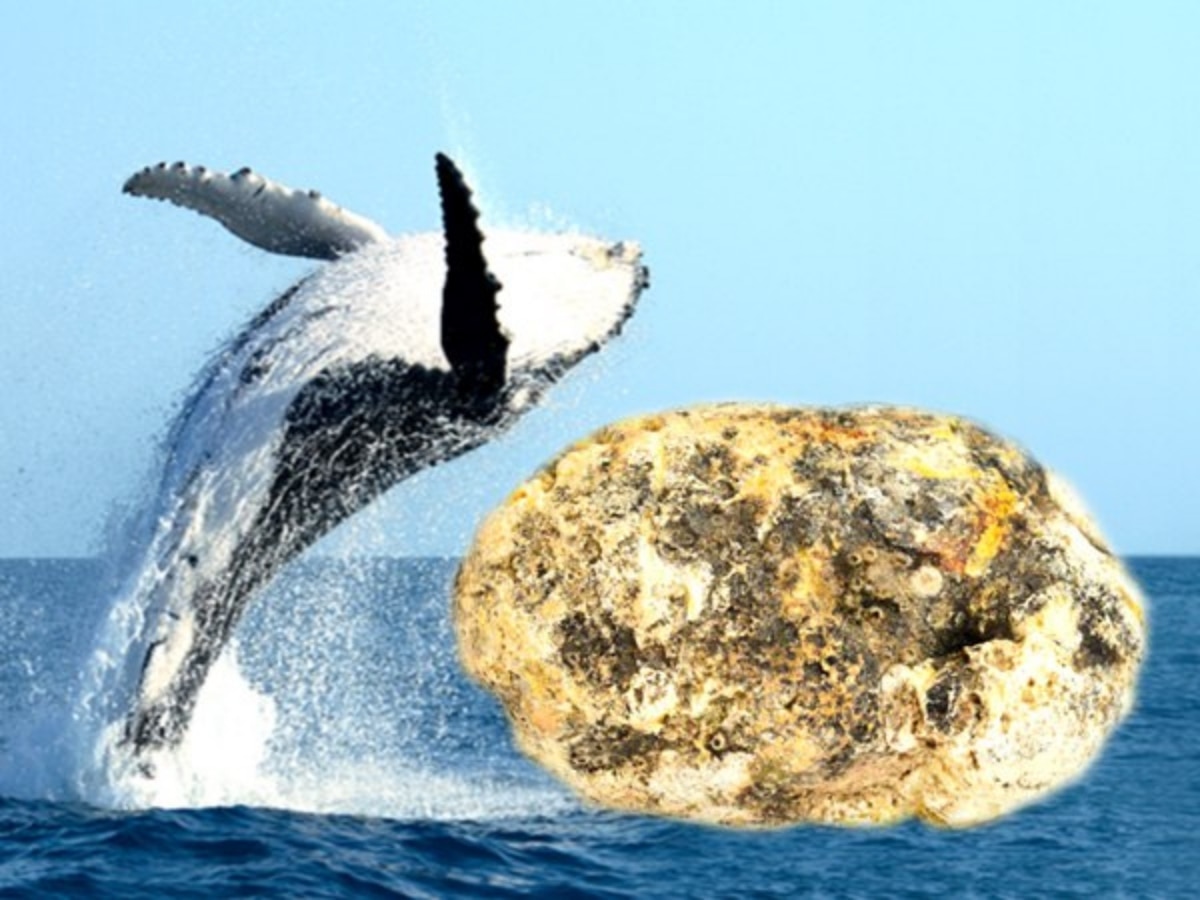 Whale Vomit is more valuable then Gold and diamond know reason | Whale ...