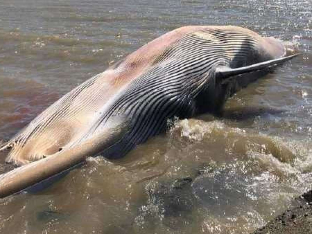 Whale Vomit is more valuable then Gold and diamond know reason | Whale ...