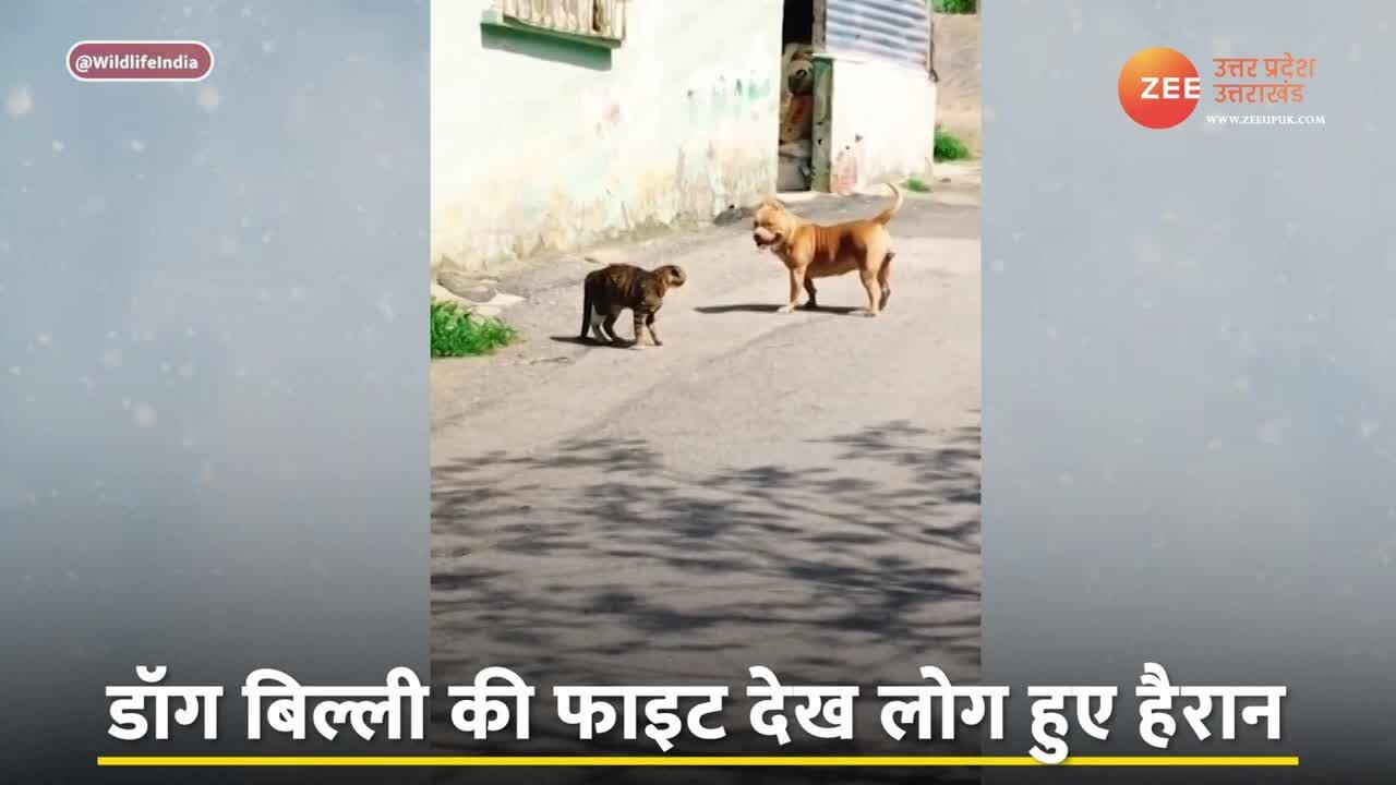 cat and pitbull dog fight video kutte aur billi ka jhagda snup | बिल्ली ...
