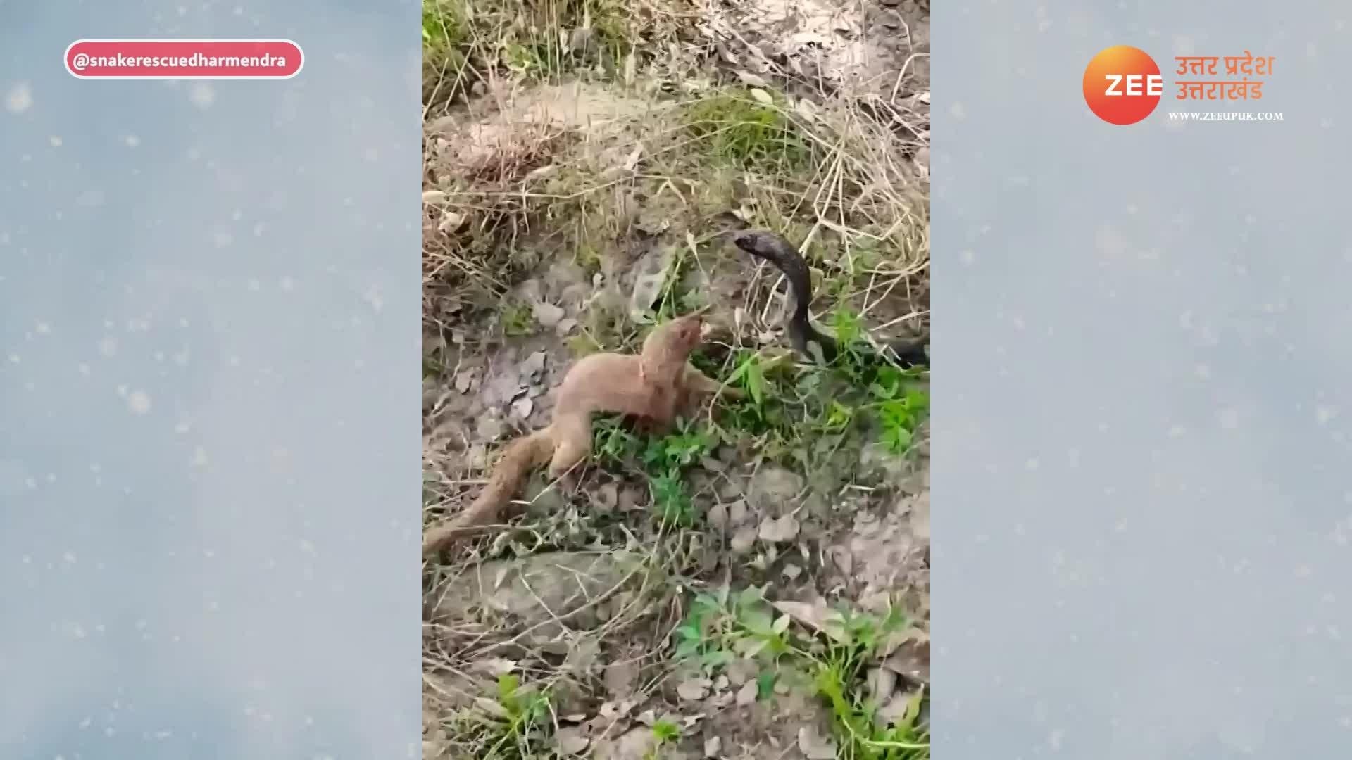 snake mongoose fight viral dangerous video on the road saap nevla ki ...