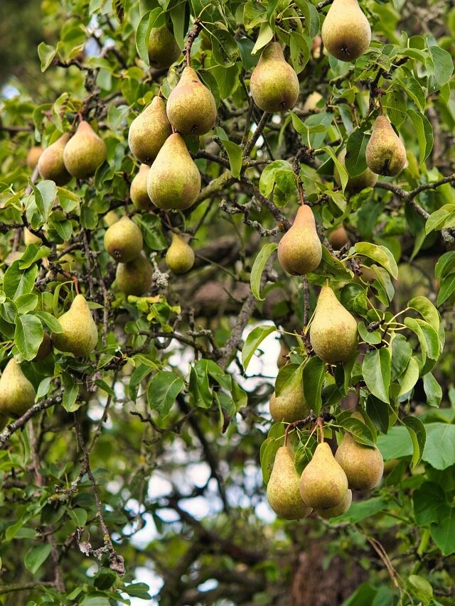 Pear fruit benefits and side effect nashpati ke fayade aur nashpati ke ...