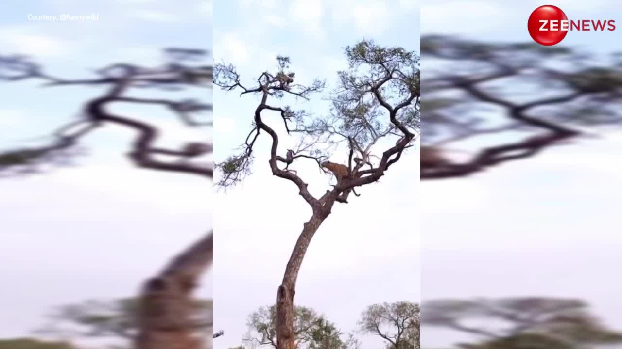 hungry tiger wanted to hunt the monkey teaches him lesson with his ...