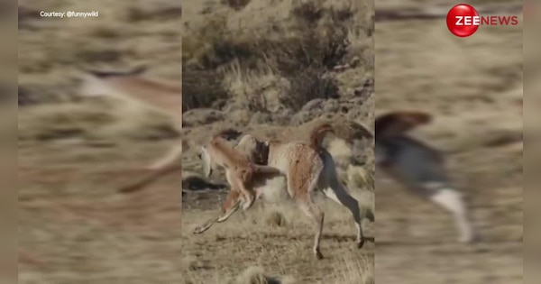 lioness scared from deer thrilling video of the hunter user said sher ...