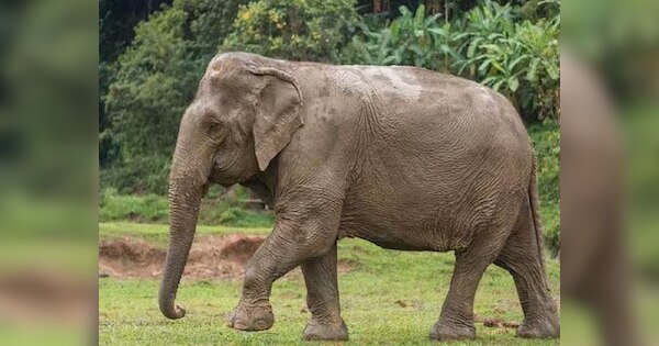 Elephants Terror in Jharkhand 4 people crushed to death in three days ...