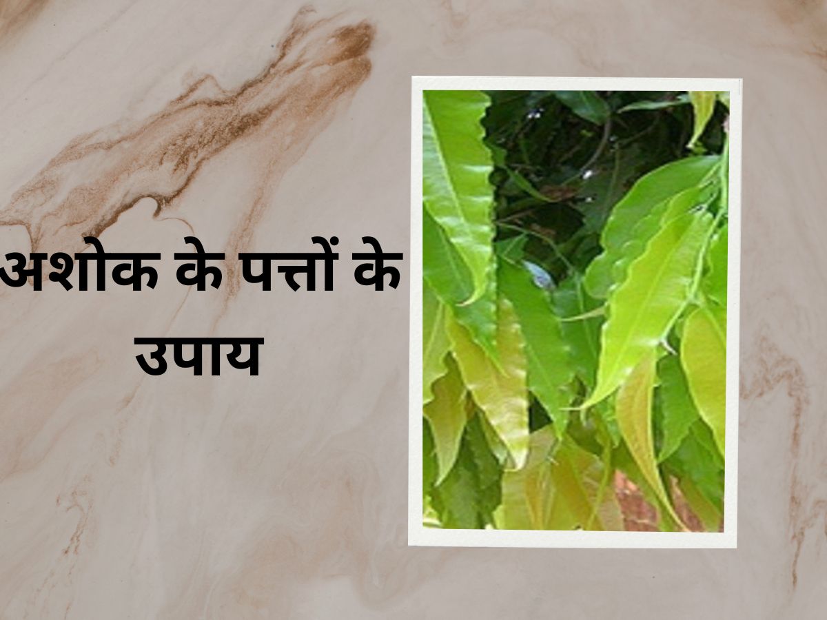 Ashoka leaves remedies for planetary defects and diseases Ashok ka ped ...
