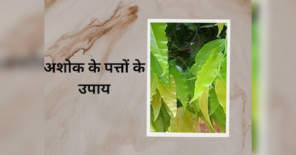 Ashoka leaves remedies for planetary defects and diseases Ashok ka ped ...