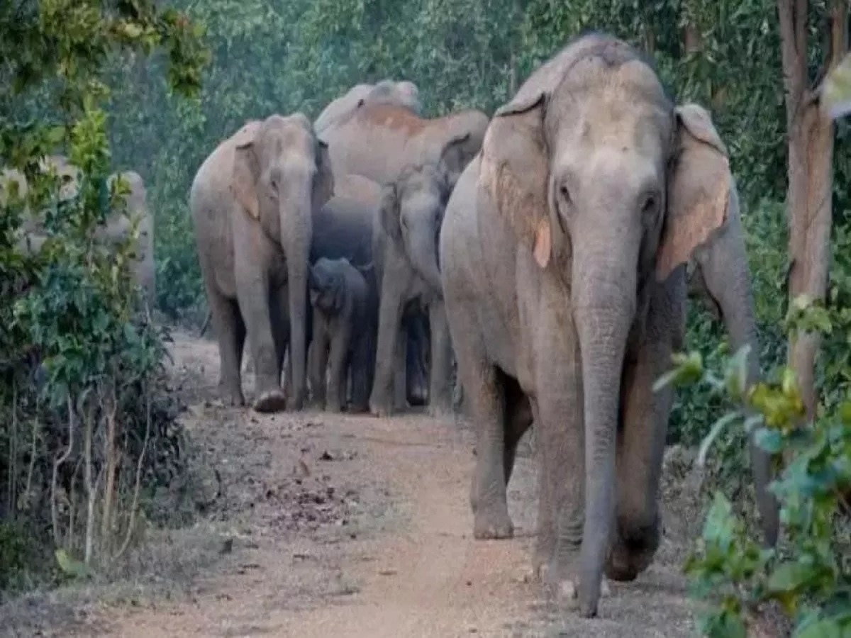 young man death after being crushed by an elephant in Seraikela terror ...