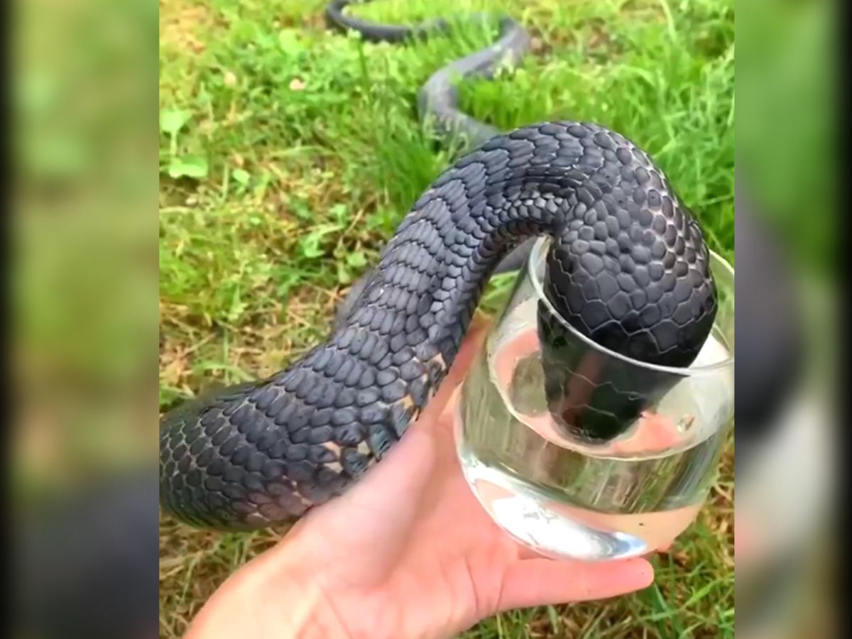 Dangerous King Cobra Drinking Water from men hand watch viral video ...