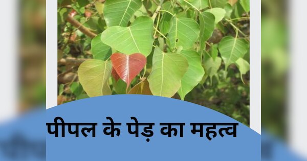 Peepal Tree religious importance gives blessings of Shani Dev along ...