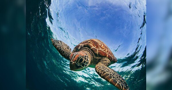 World Turtle Day 2023 10 Interesting Facts About This Reptile That Will Leave You Amazed | World ...