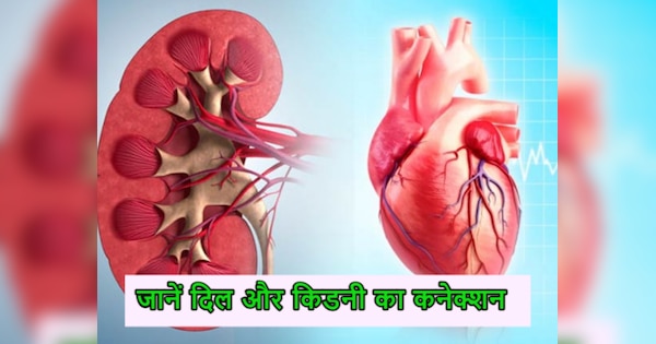 special connection between heart and kidney know tips to keep healthy ...