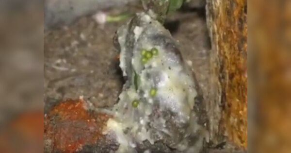 unique miracle harda Miraculous Shivling near Belpatra tree crowd of ...