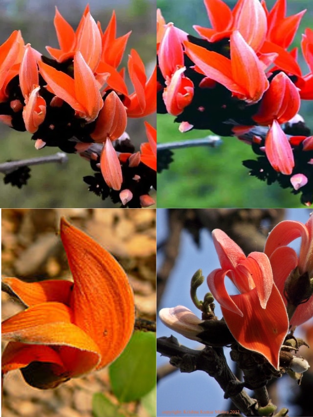 Lucky Plant Arthik tangi dur karne ke upay Palash ke totake Benefits of ...