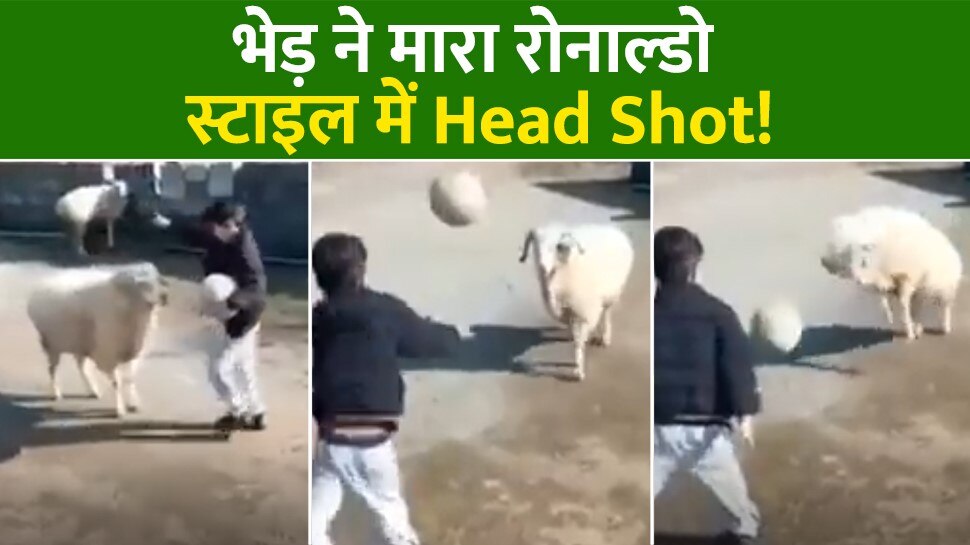 Sheep playing football and kick Head shot like ronaldo video viral on ...