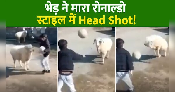Sheep playing football and kick Head shot like ronaldo video viral on ...