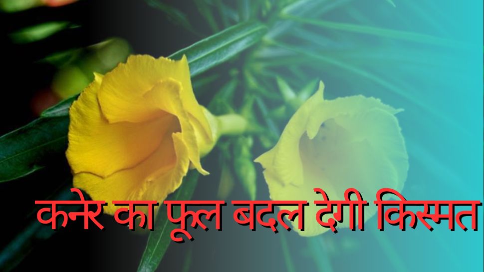 kaner ke phool ke upay these remedies bring happiness money success in ...