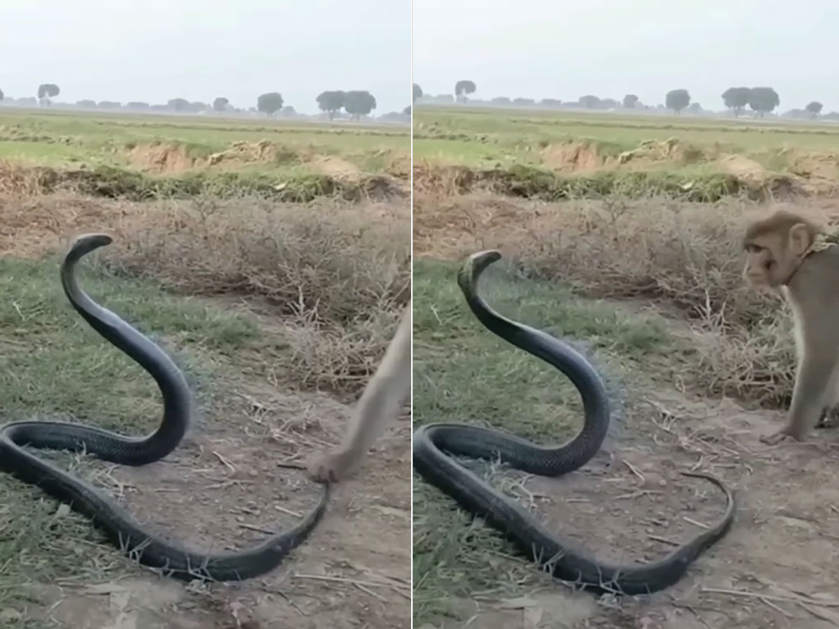trending today monkey started pulling king cobra tail video viral in ...